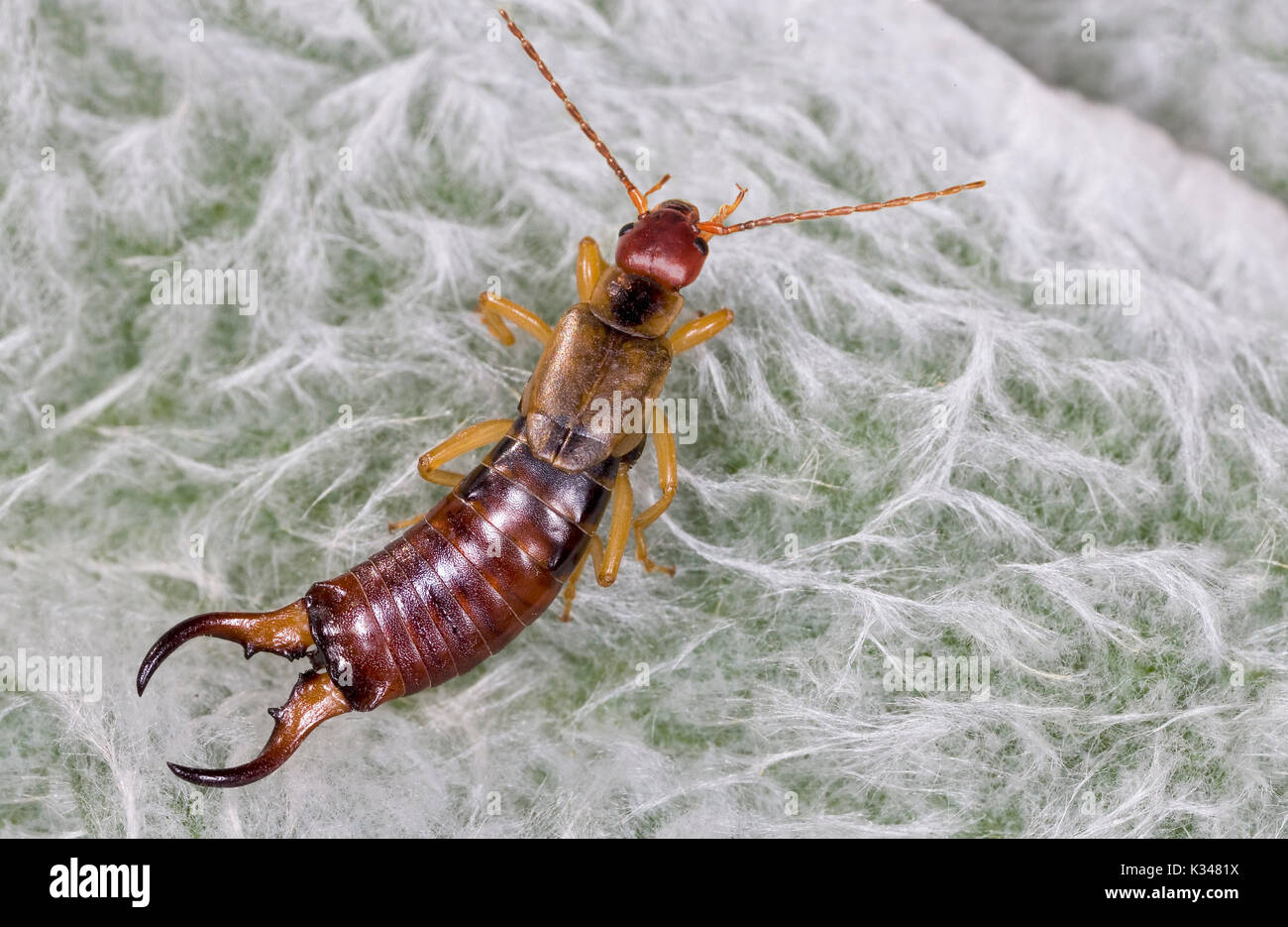 Insecte auriculaire Banque de photographies et d’images à haute ...