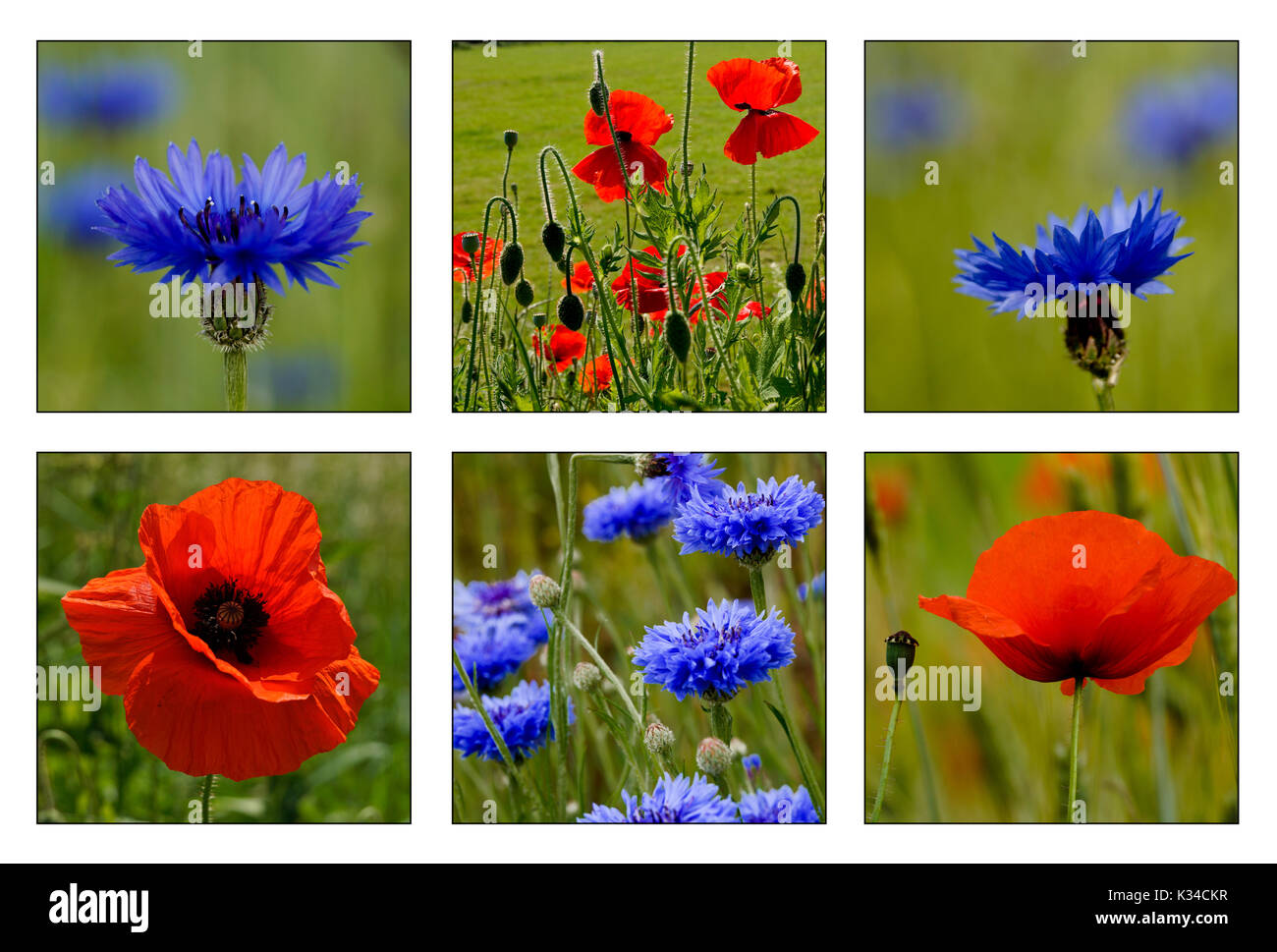 Coquelicots coquelicot bleuet Banque d'images détourées - Alamy
