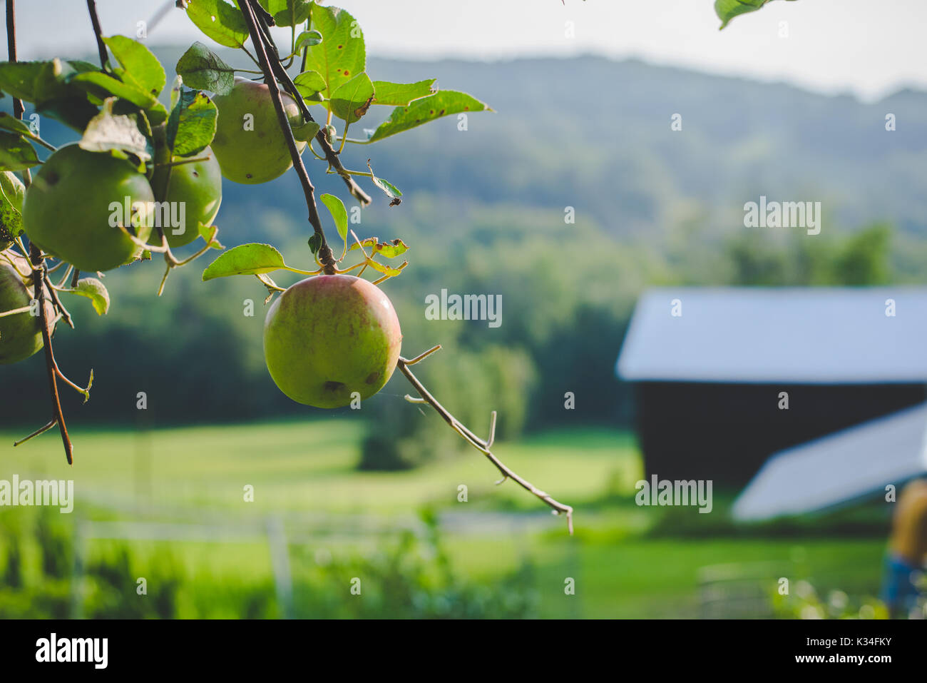 Fermes Et Arbres Fruitiers Banque d'image et photos - Alamy