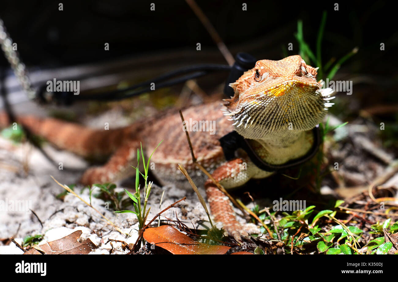 Dragon barbu australien Banque de photographies et d’images à haute ...