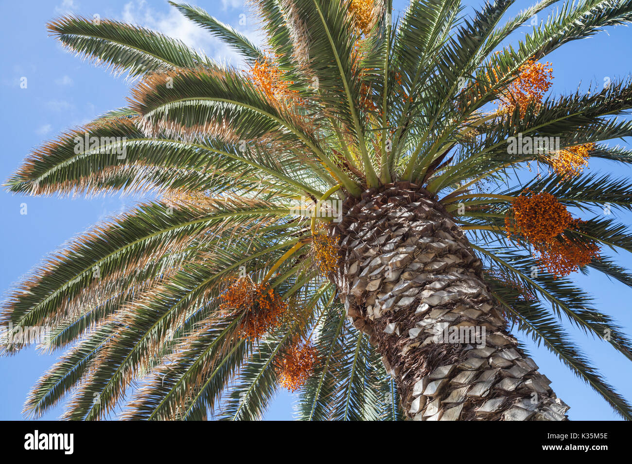 Arbre de dattes avec des fruits Banque de photographies et d’images à ...