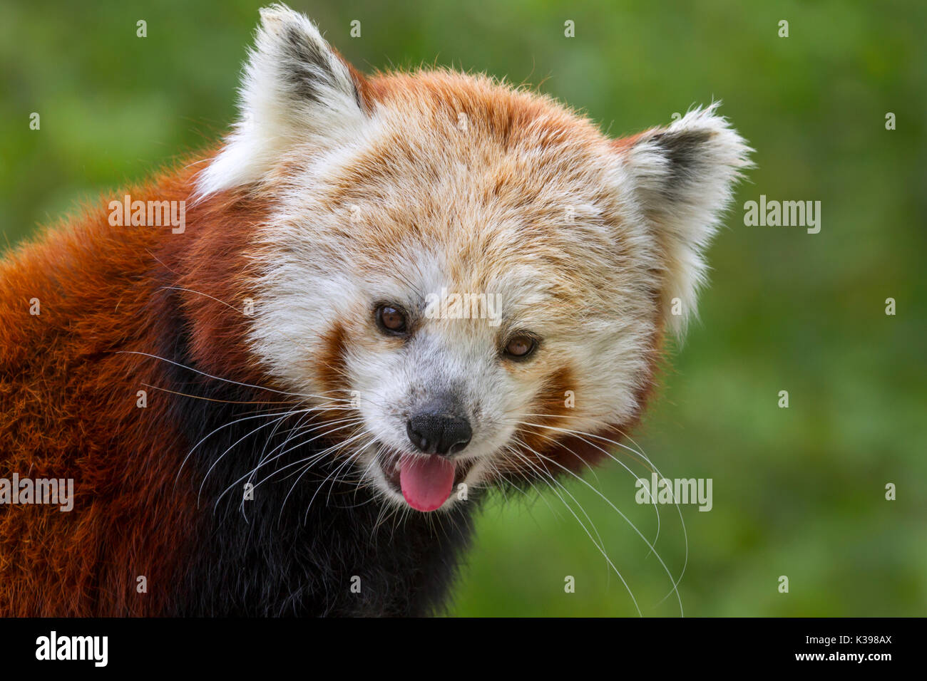Baby red panda Banque de photographies et d’images à haute résolution ...