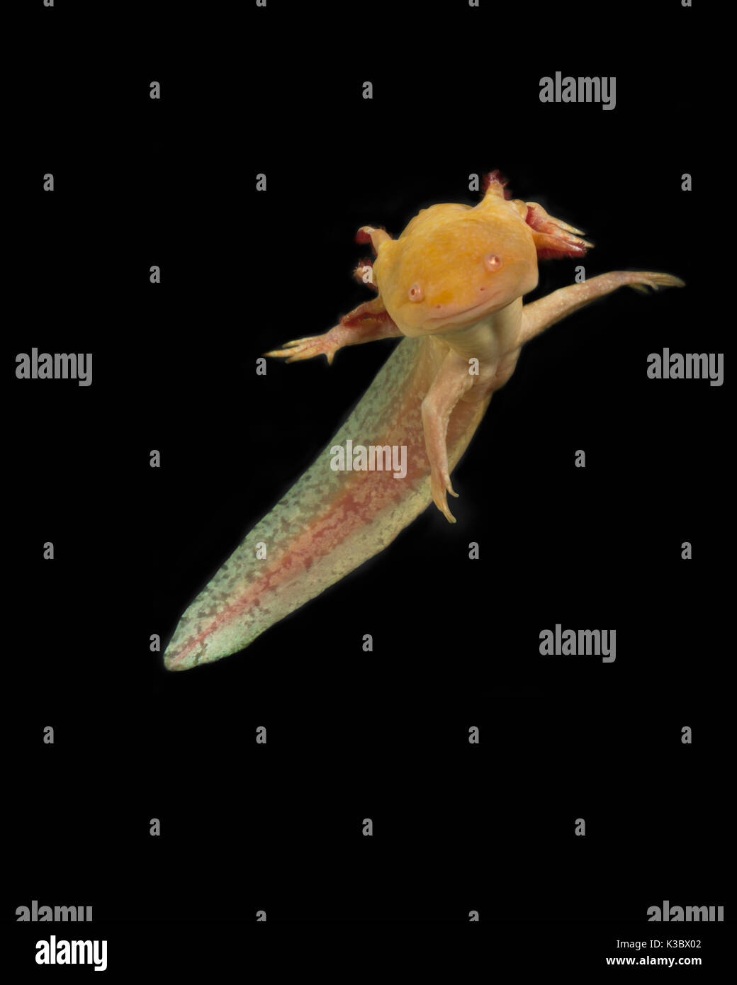 Ambystoma mexicanum axolotl Banque de photographies et d’images à haute ...