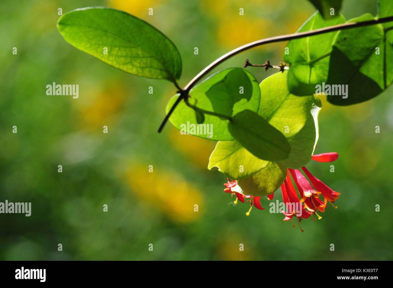 Haie De Chèvrefeuille Banque d'image et photos - Alamy