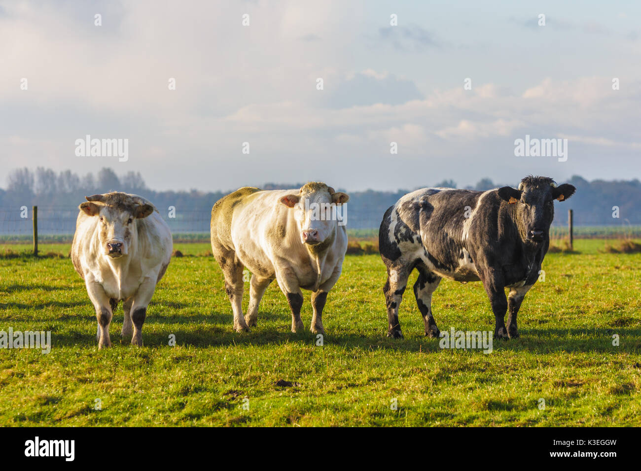 Double muscled cattle Banque de photographies et d’images à haute ...