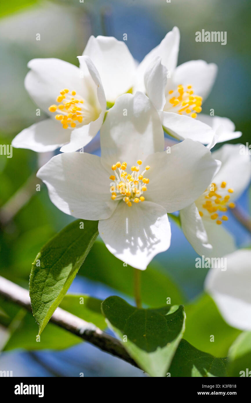 Jasmine jasminum officinale Banque de photographies et d’images à haute ...