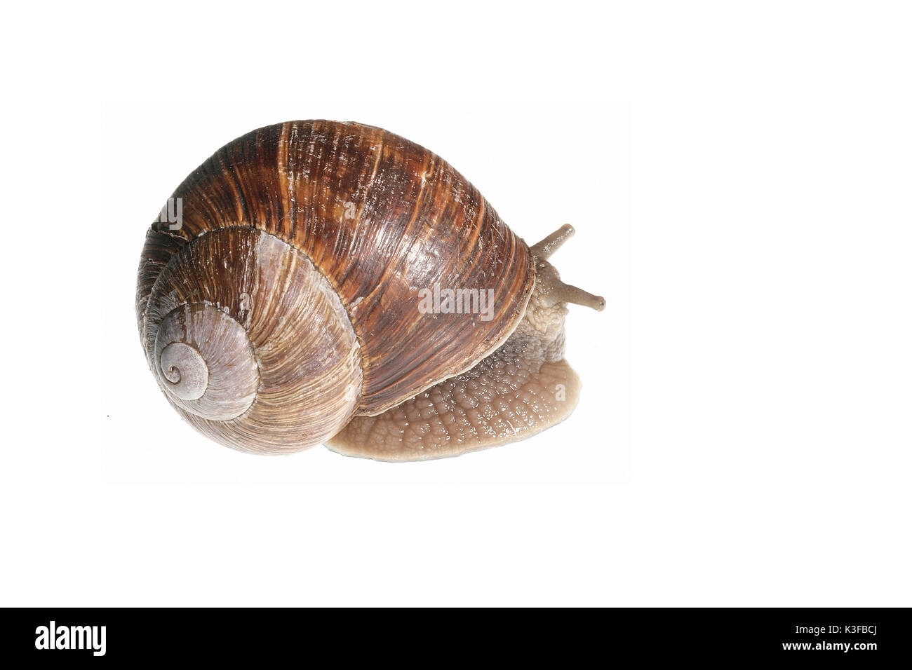 Tempo de l'escargot Banque de photographies et d’images à haute ...