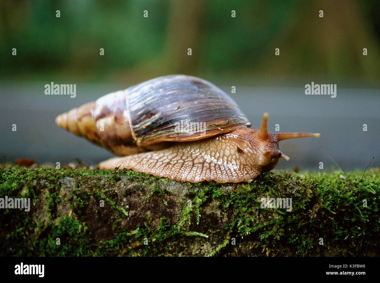 Tempo de l'escargot Banque de photographies et d’images à haute ...