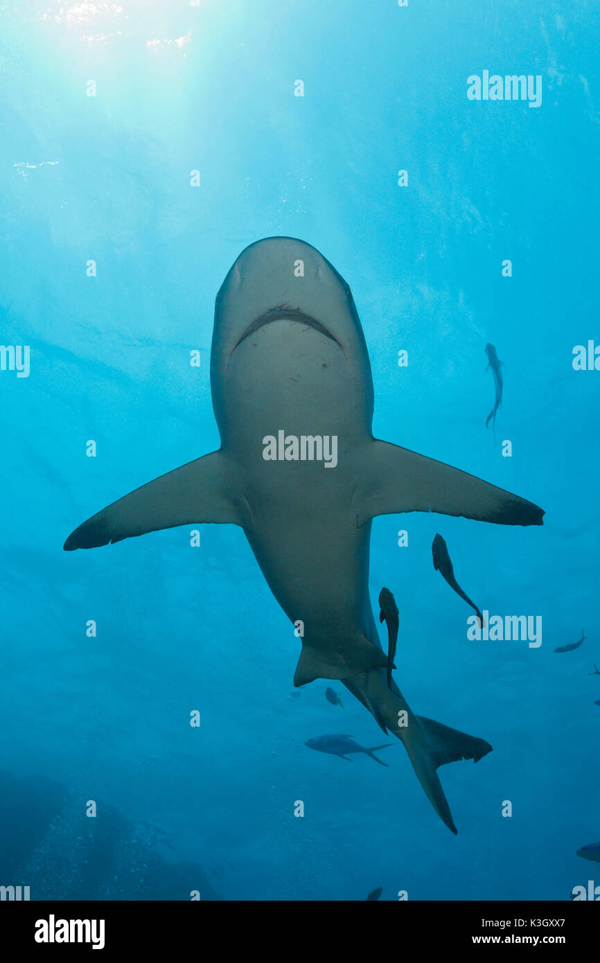 Requin gris de récif Banque de photographies et d’images à haute ...