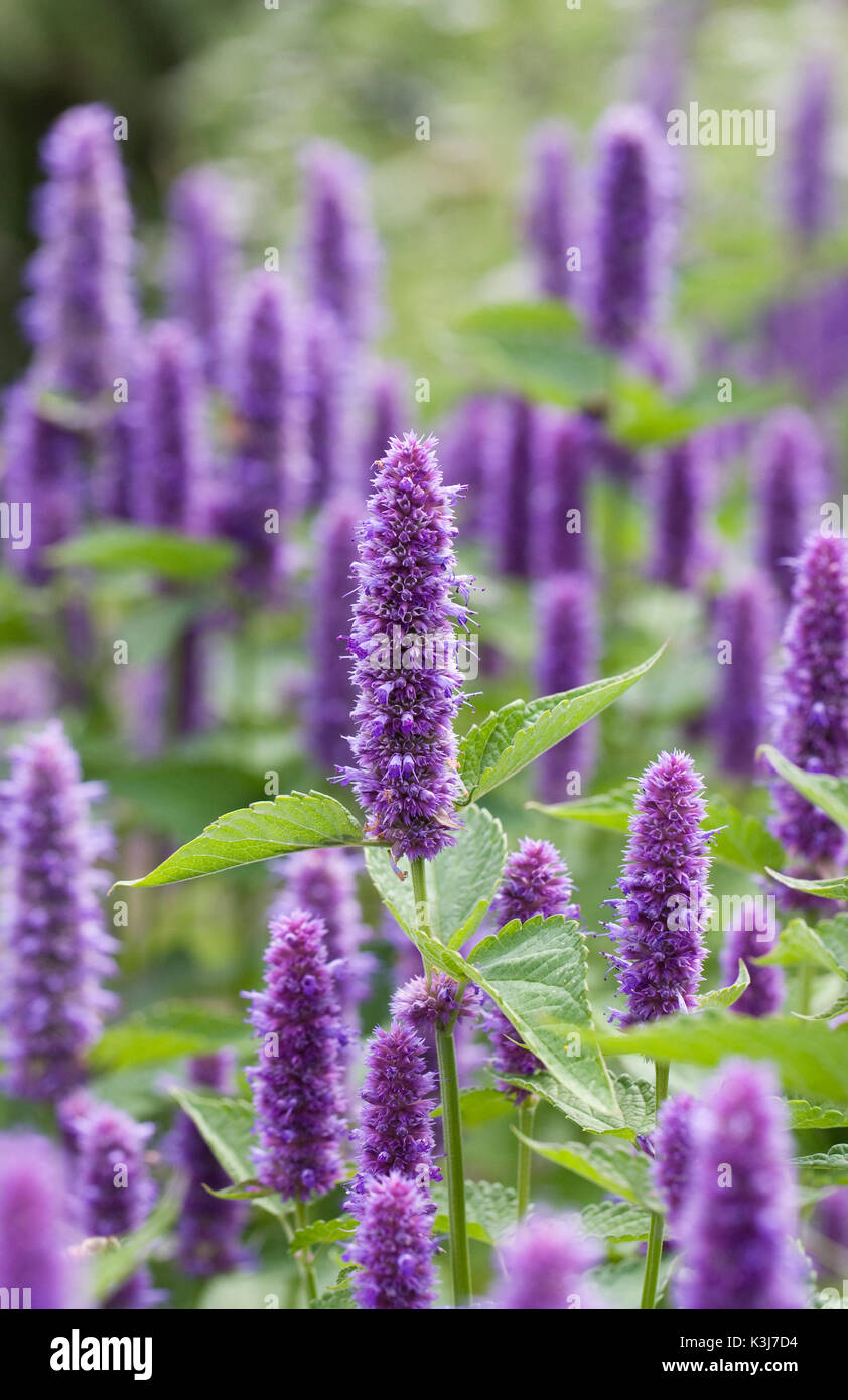 Agastache foeniculum Banque de photographies et d’images à haute ...