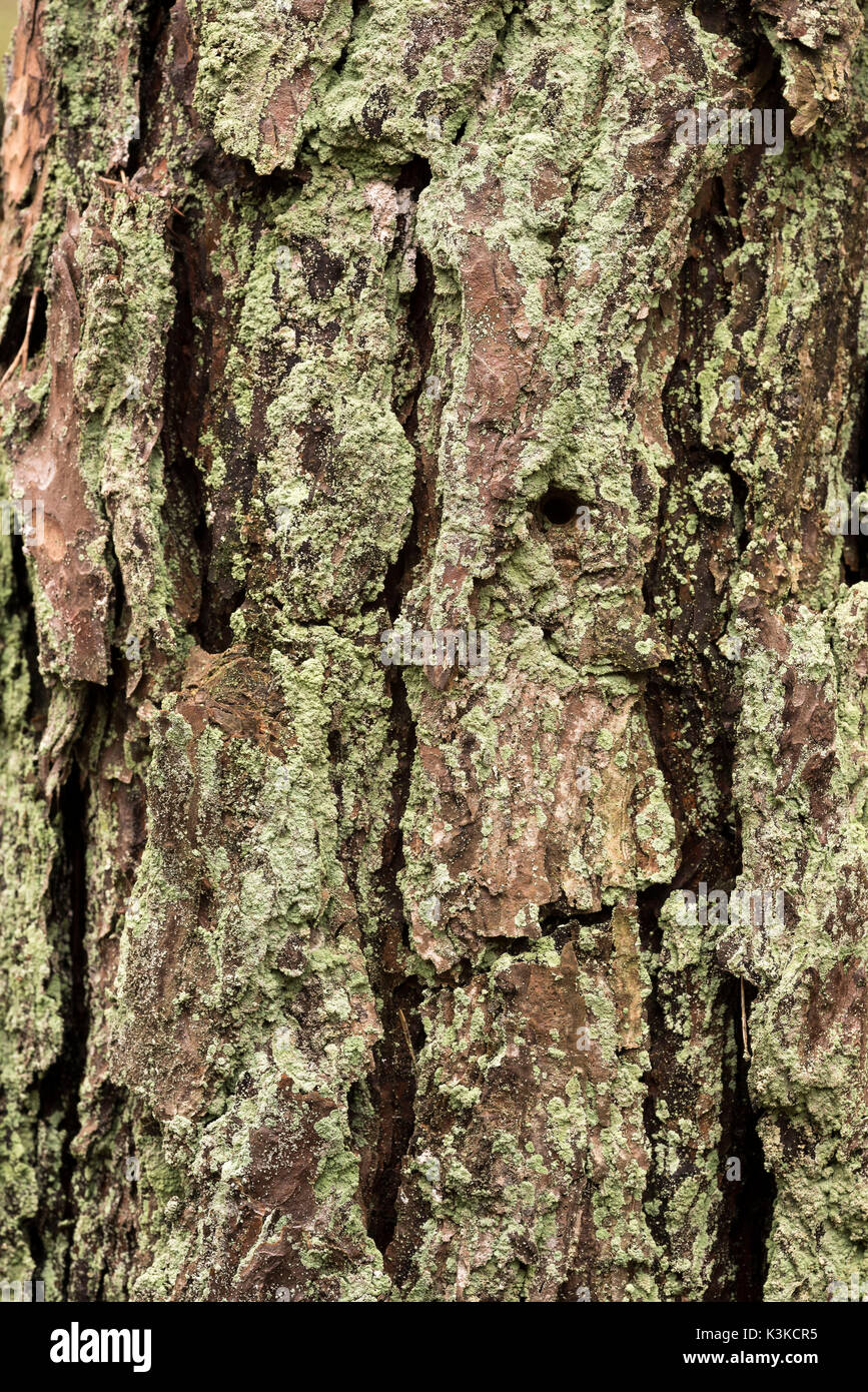 Pin lichen vieux Banque de photographies et d’images à haute résolution ...