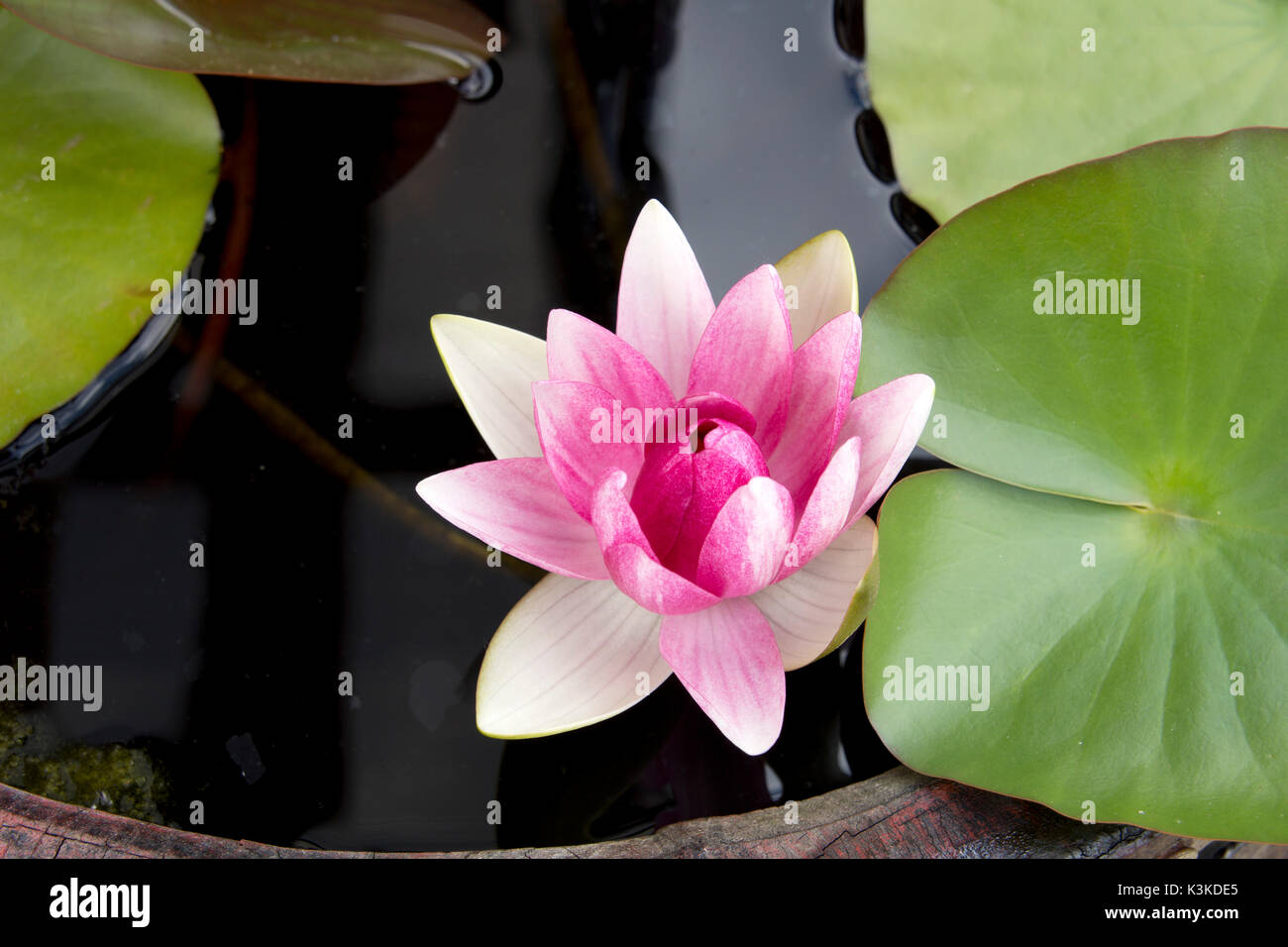 Fleurs de lotus en plein essor Banque de photographies et d’images à ...
