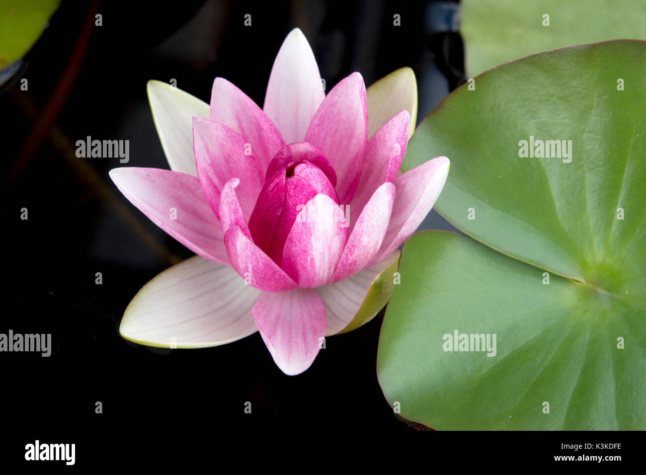 Fleurs de lotus en plein essor Banque de photographies et d’images à ...