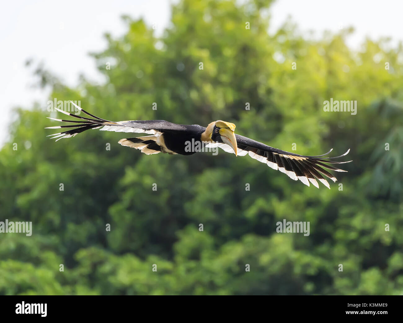 Grand calao Banque de photographies et d’images à haute résolution - Alamy