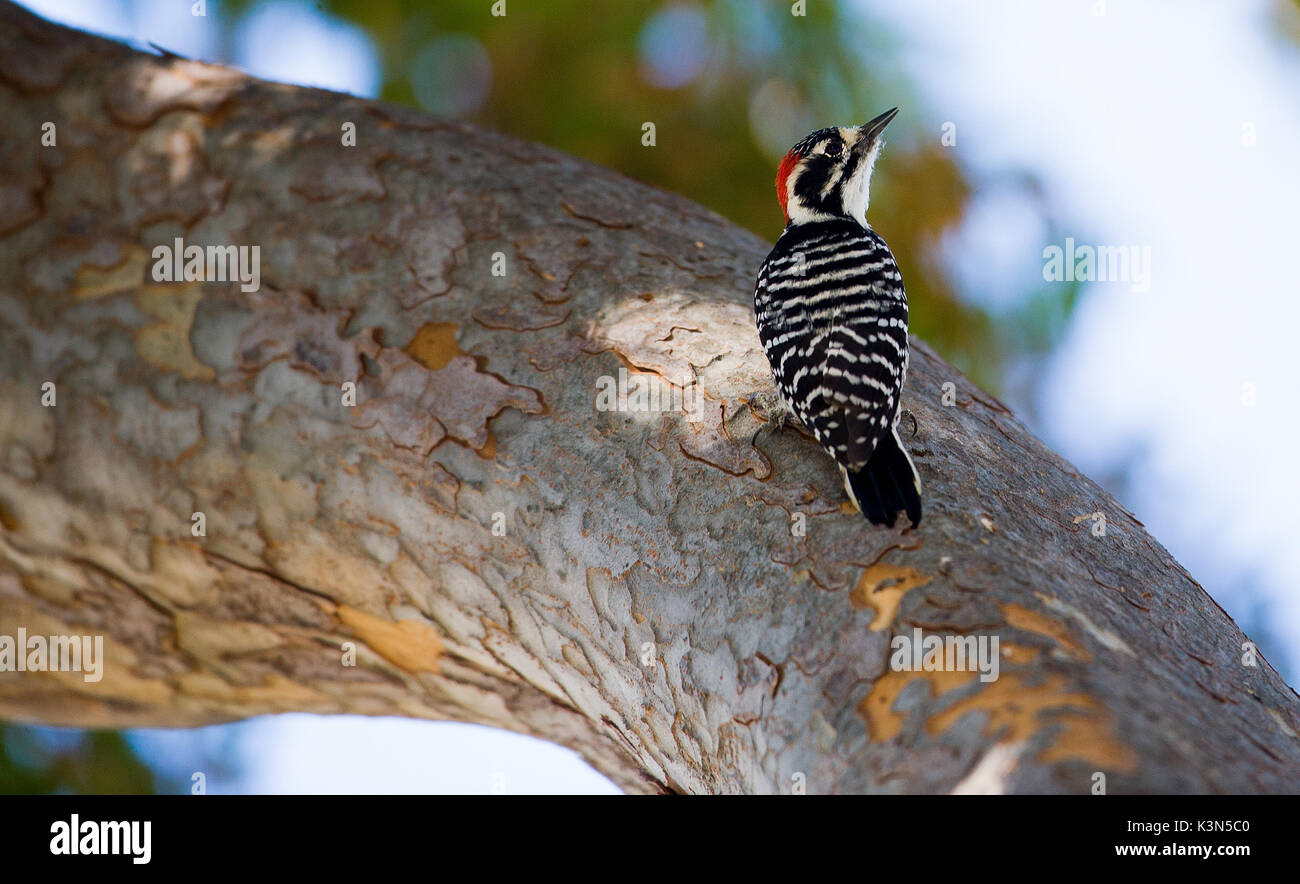Nuttalls woodpecker Banque de photographies et d’images à haute ...