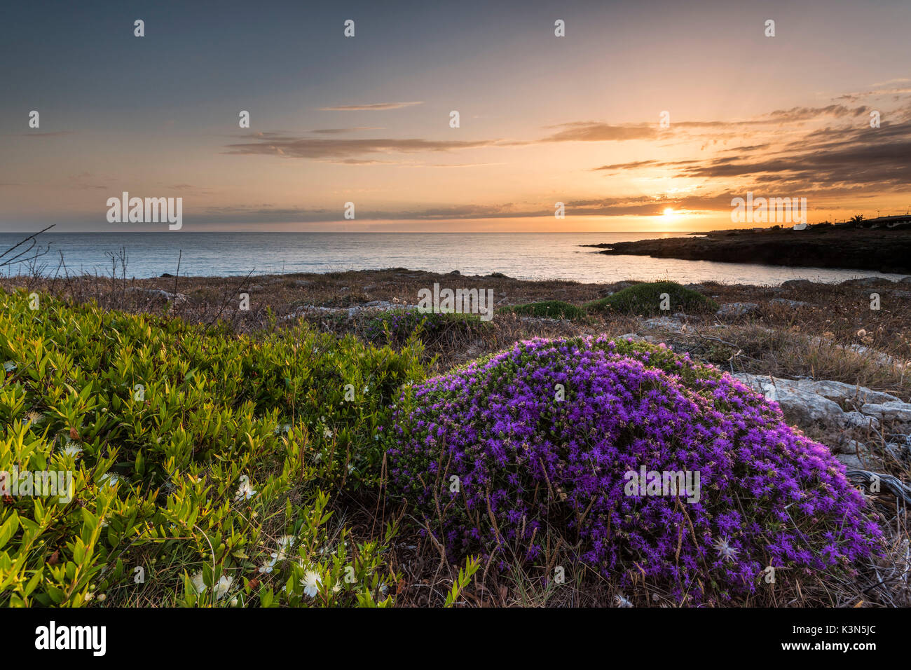 Thymus capitatus Banque de photographies et d’images à haute résolution ...