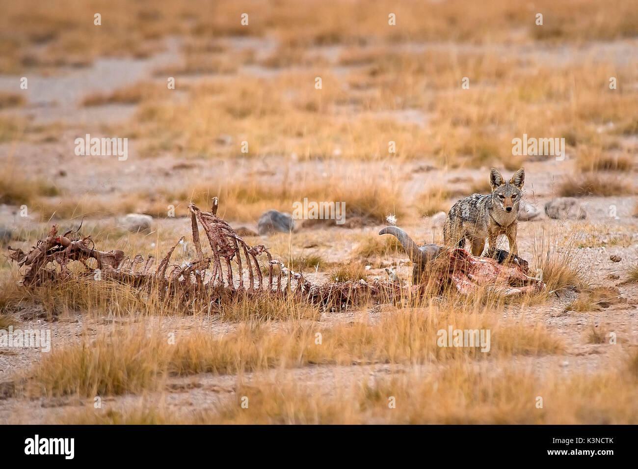 Kenya chacal Banque de photographies et d’images à haute résolution - Alamy