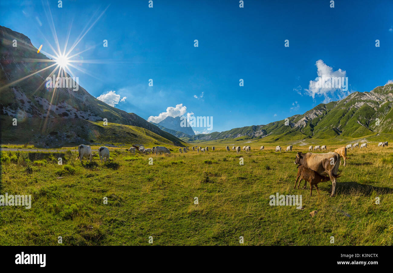Vaches sur le plateau campo imperatore Banque de photographies et d ...