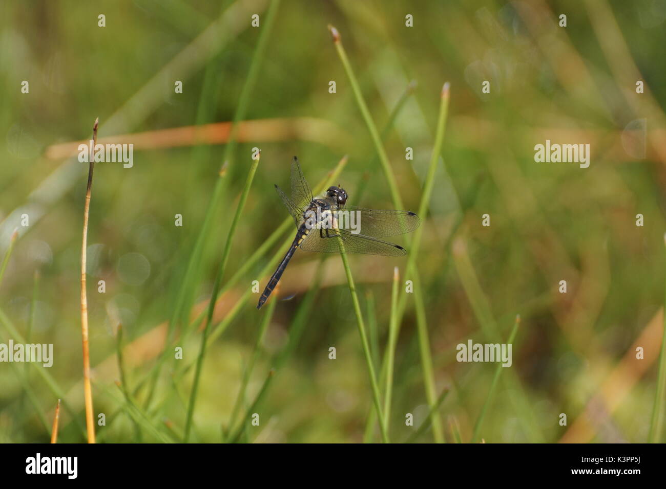 Black sympetrum sympetrum danae Banque de photographies et d’images à ...