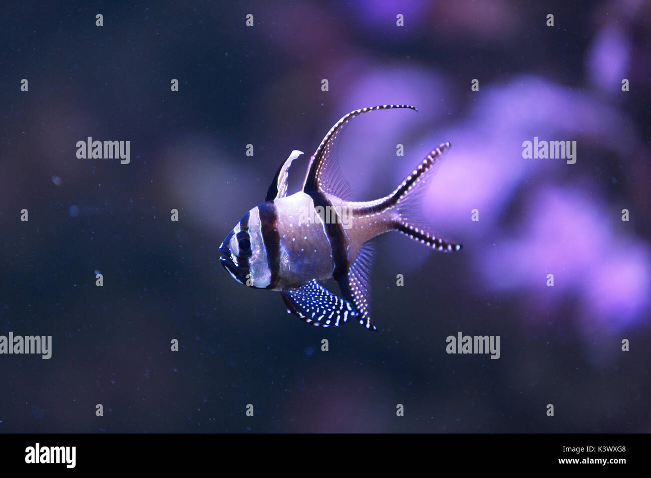 Poisson plus gros Banque de photographies et d’images à haute ...