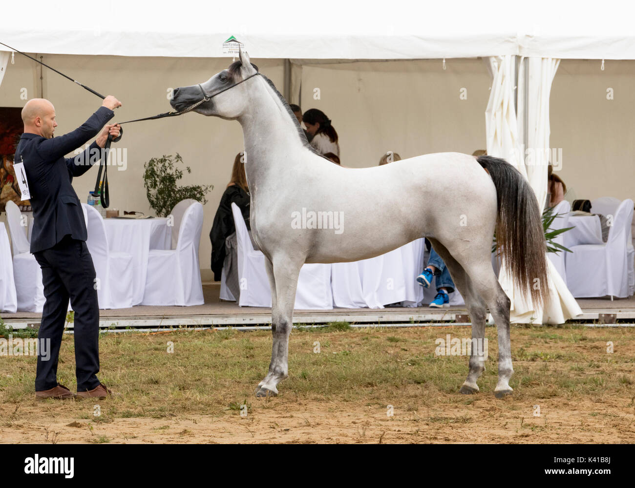 Arabian horse Banque de photographies et d’images à haute résolution ...