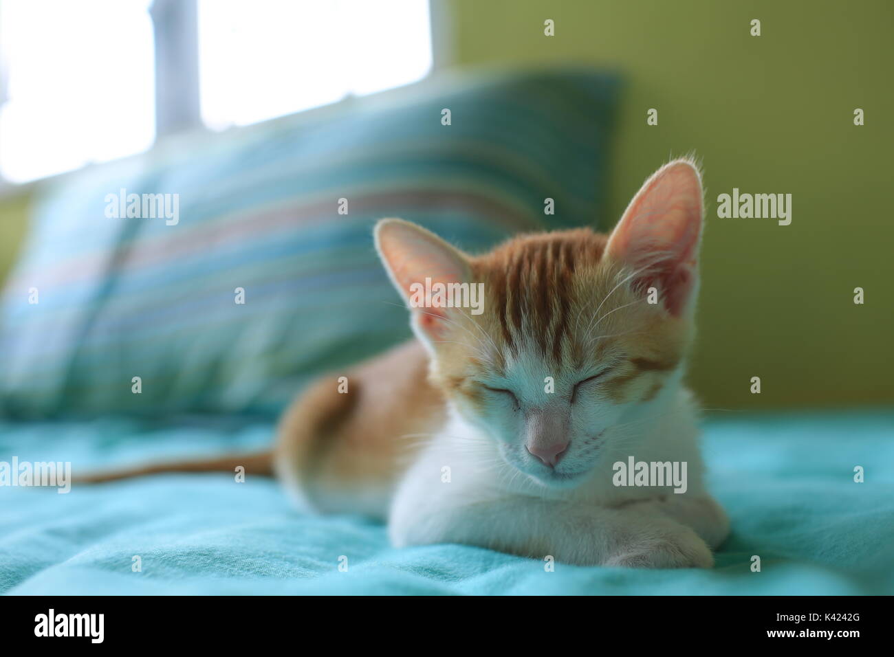 Adorable petit Banque de photographies et d’images à haute résolution ...