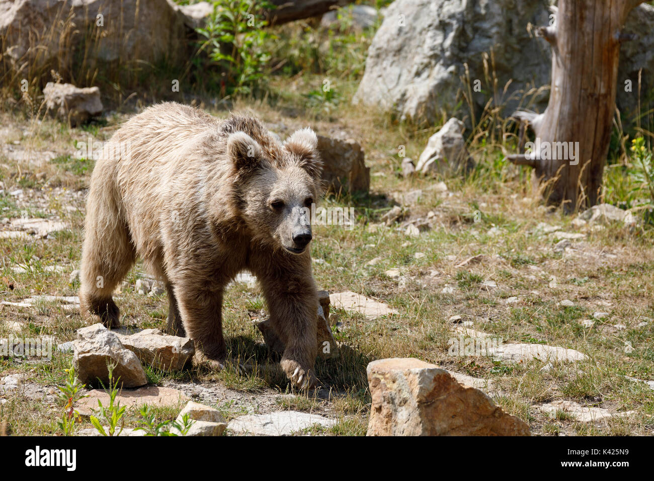 Himalayan brown bear (Ursus arctos isabellinus), également connu sous ...