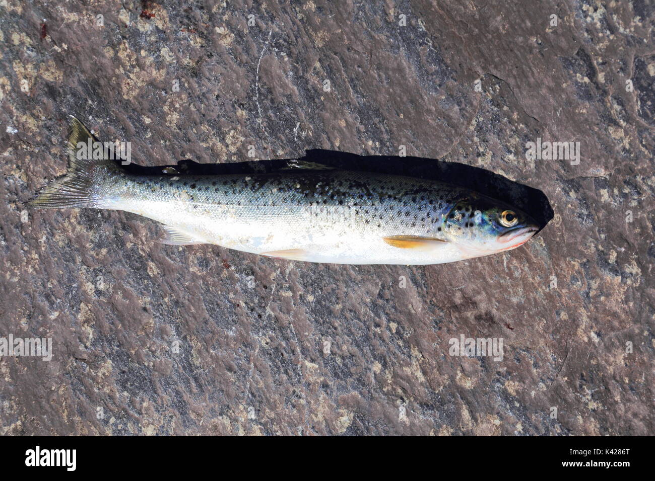 Salmo trutta morpha trutta Banque de photographies et d’images à haute ...