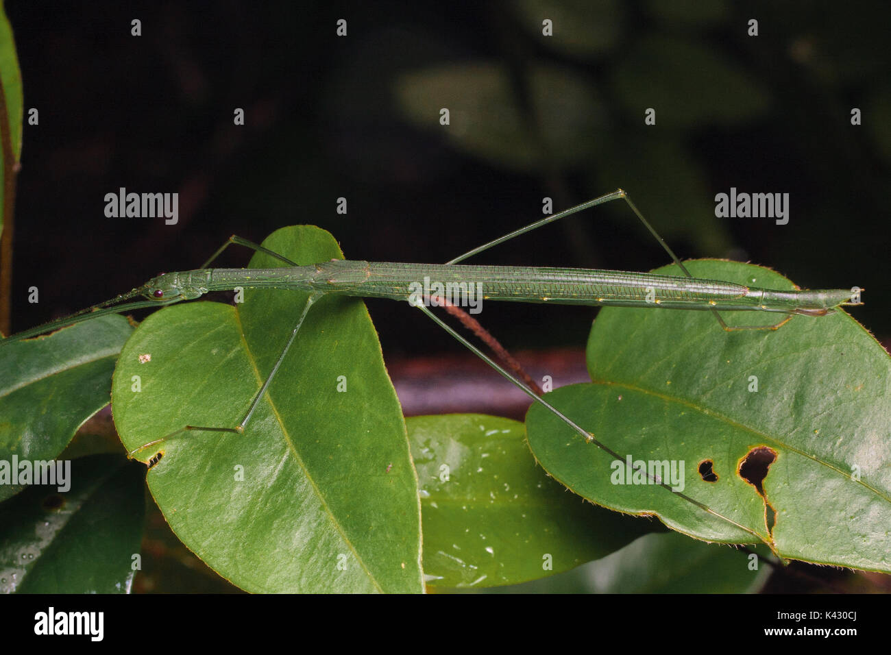 Phasmatodea sp Banque de photographies et d’images à haute résolution ...