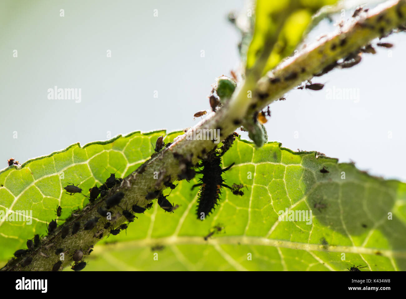 Coccinelle puceron Banque de photographies et d’images à haute ...