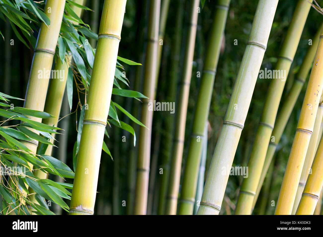 Bambou géant Banque de photographies et d’images à haute résolution - Alamy