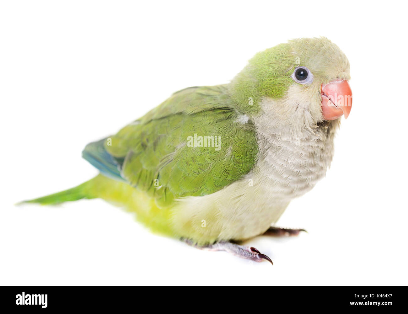 Perruche blanche Banque de photographies et d’images à haute résolution ...