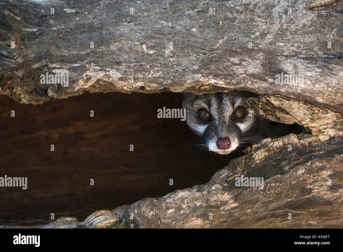 Genette commune Banque de photographies et d’images à haute résolution ...