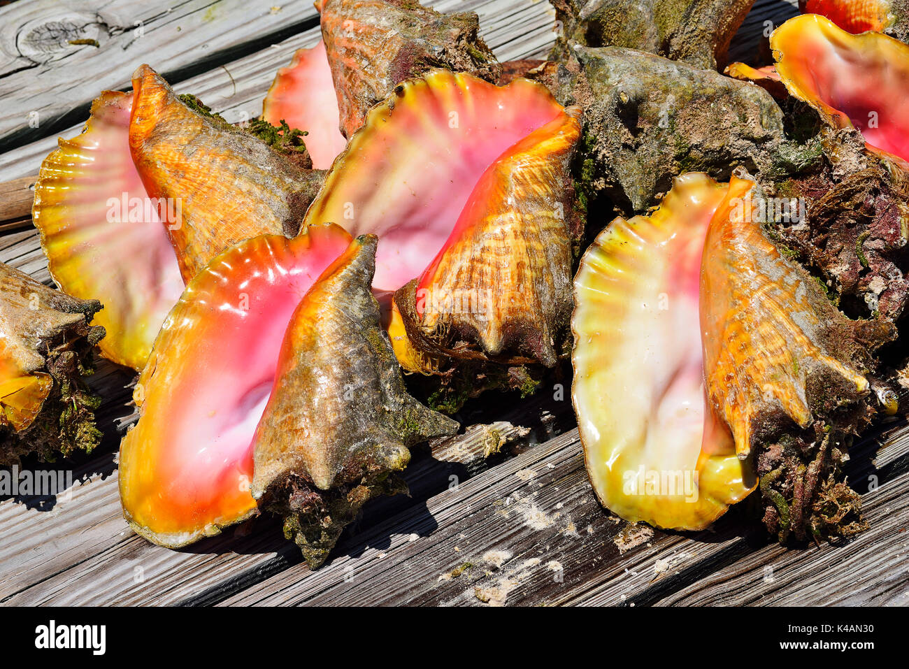 Les abaques Banque de photographies et d’images à haute résolution - Alamy