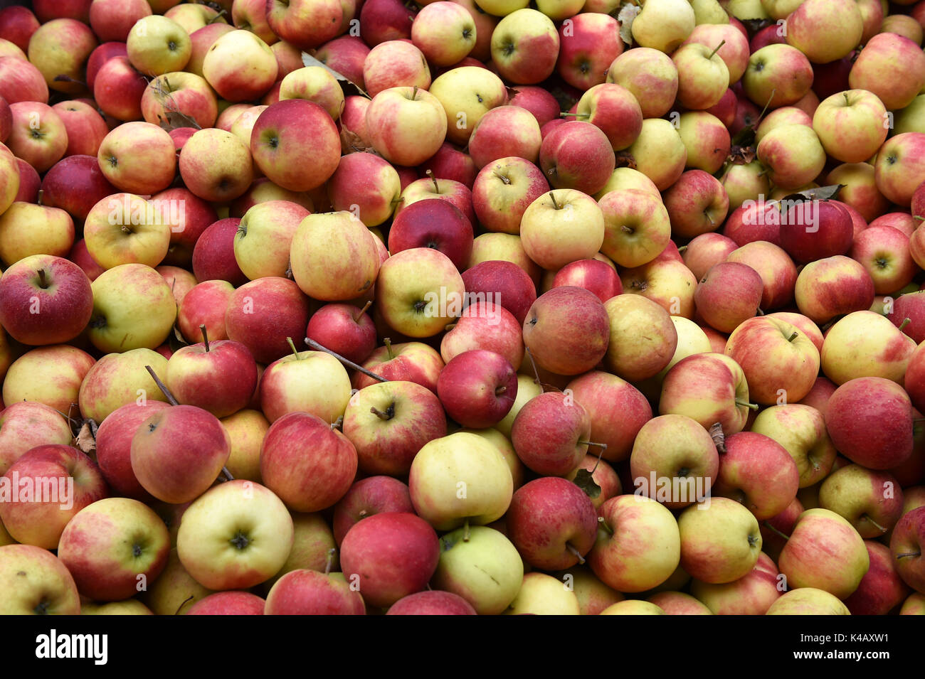 Traitement des pommes Banque de photographies et d’images à haute ...