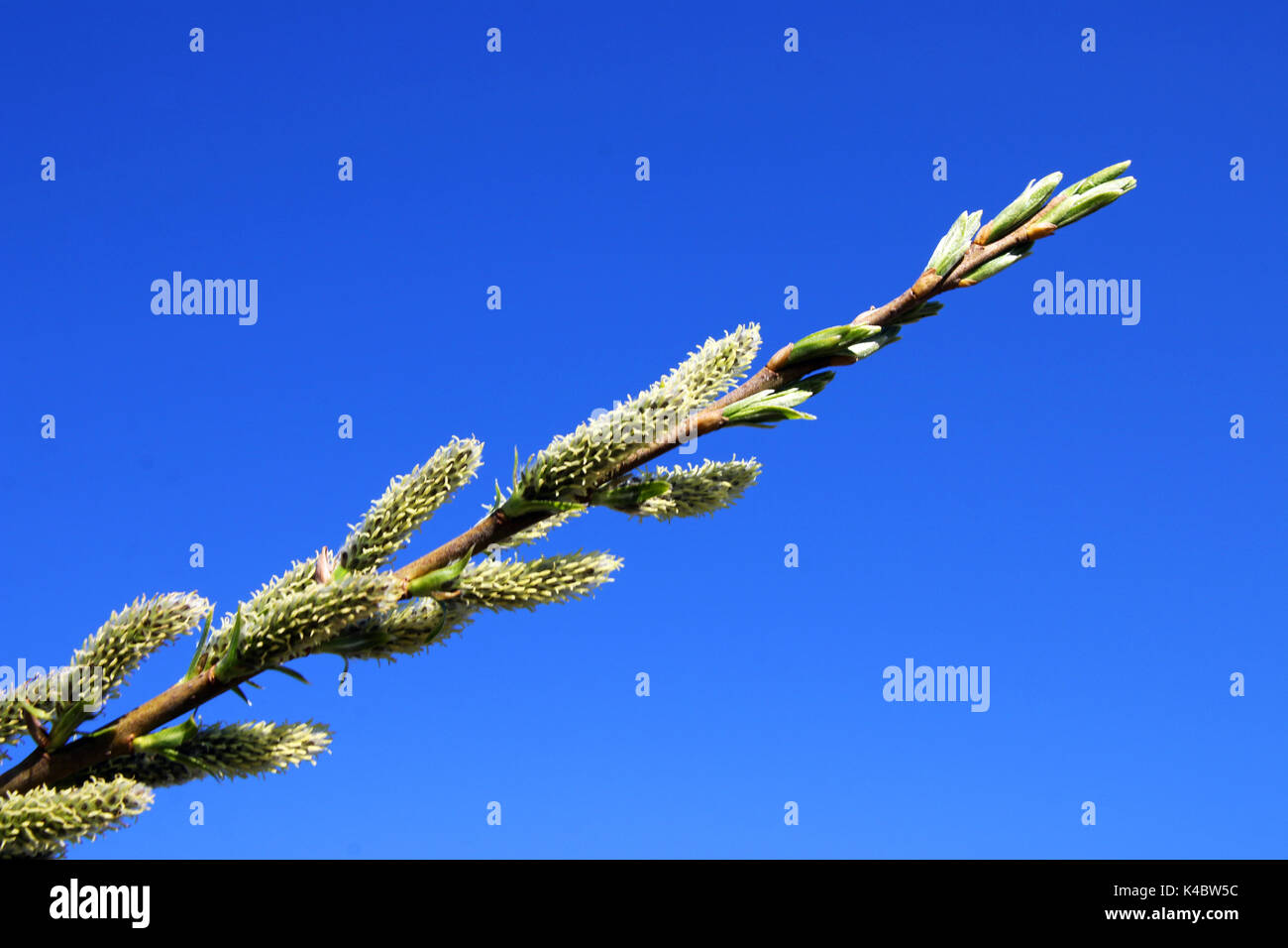 Chaton d'arbuste de saule Banque de photographies et d’images à haute ...