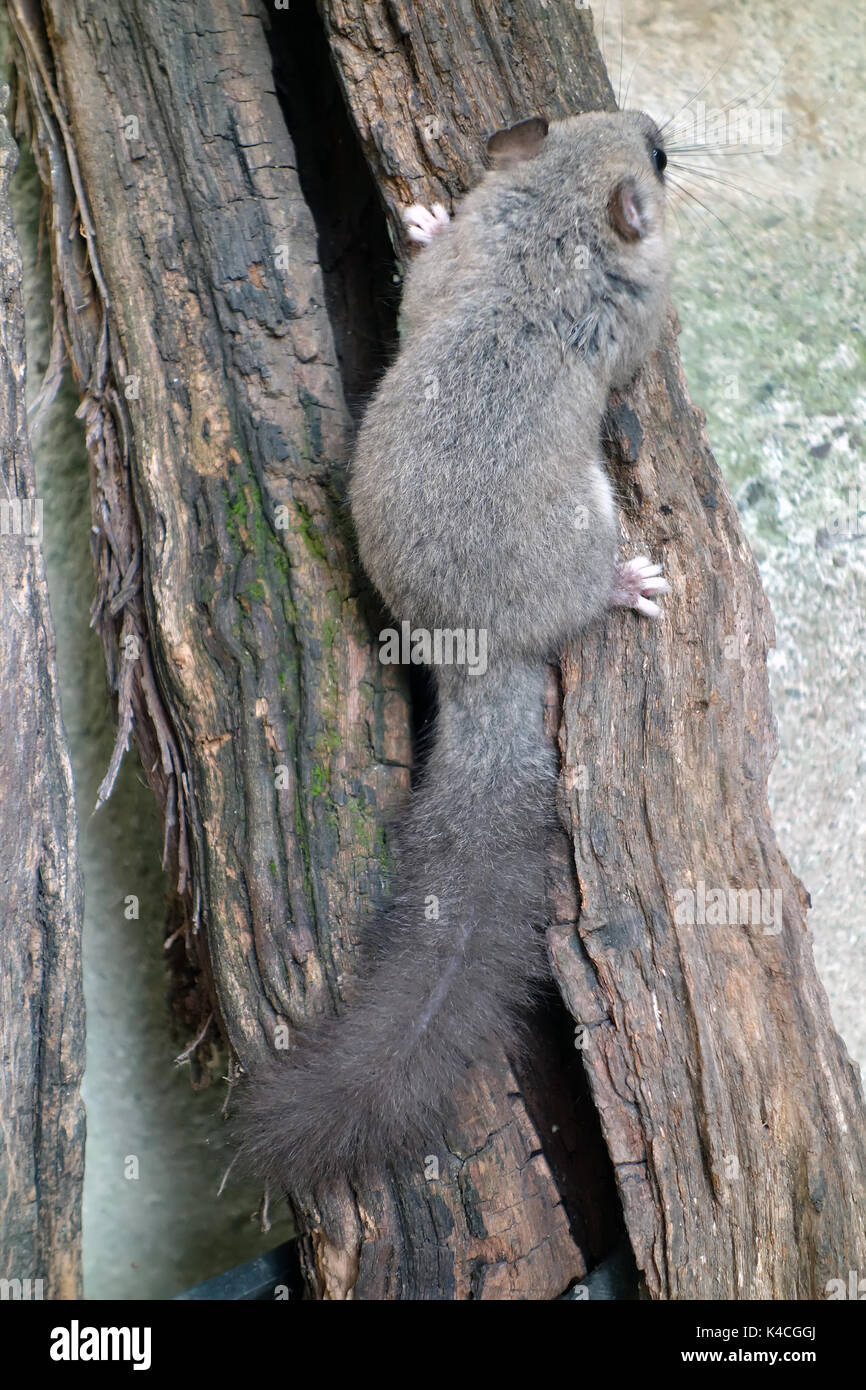 Rongeur sauvage Banque de photographies et d’images à haute résolution ...