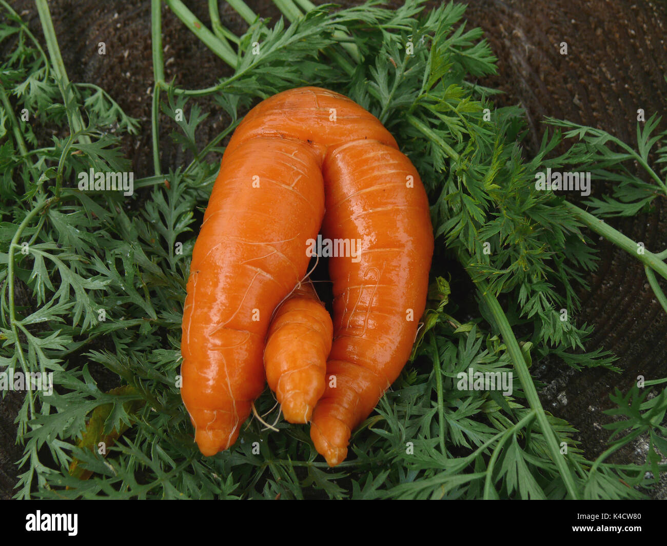 Formes de carottes Banque de photographies et d’images à haute ...