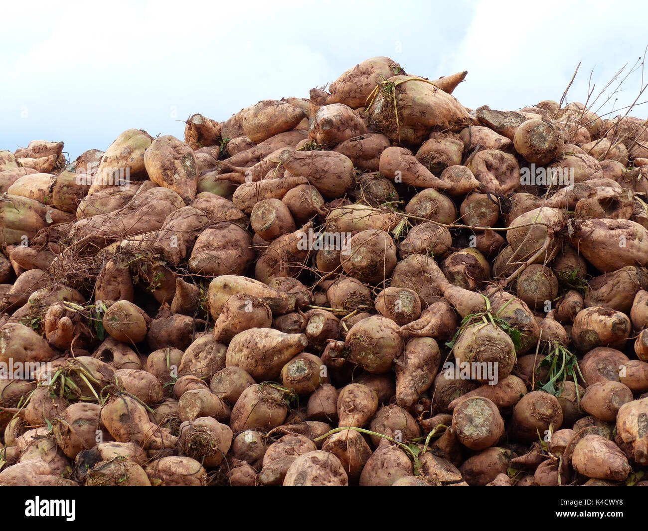 Betteraves à sucre Beta vulgaris Photo Stock - Alamy