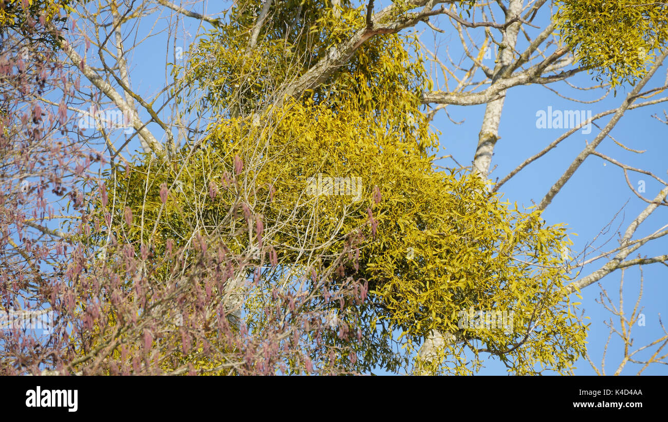 Un arbre avec gui Banque de photographies et d’images à haute ...