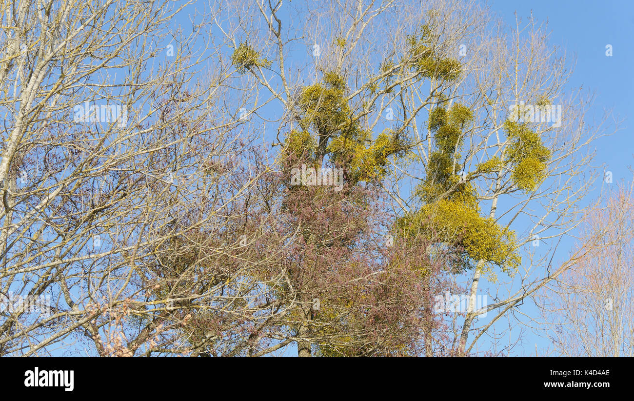 Un arbre avec gui Banque de photographies et d’images à haute ...
