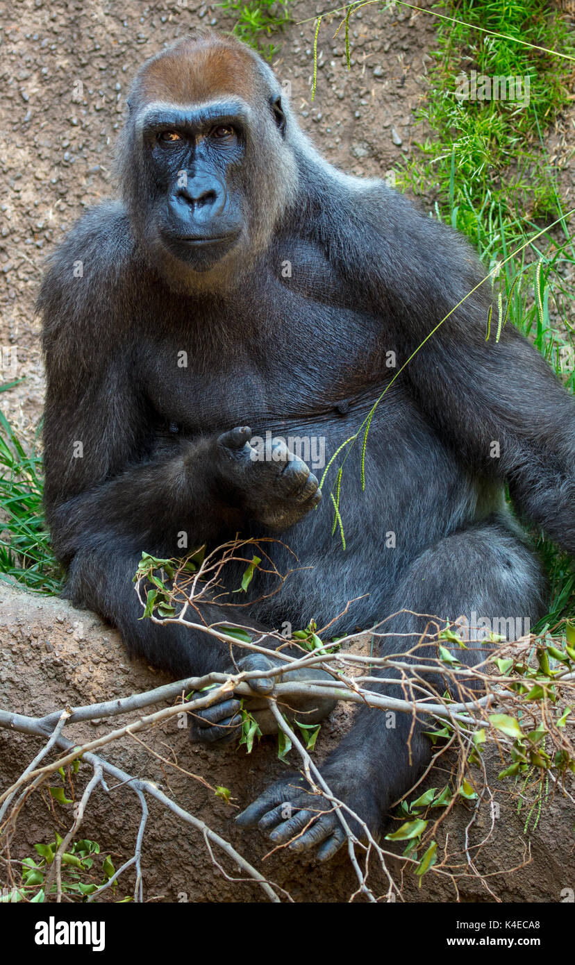 Silverback monkey Banque de photographies et d’images à haute ...
