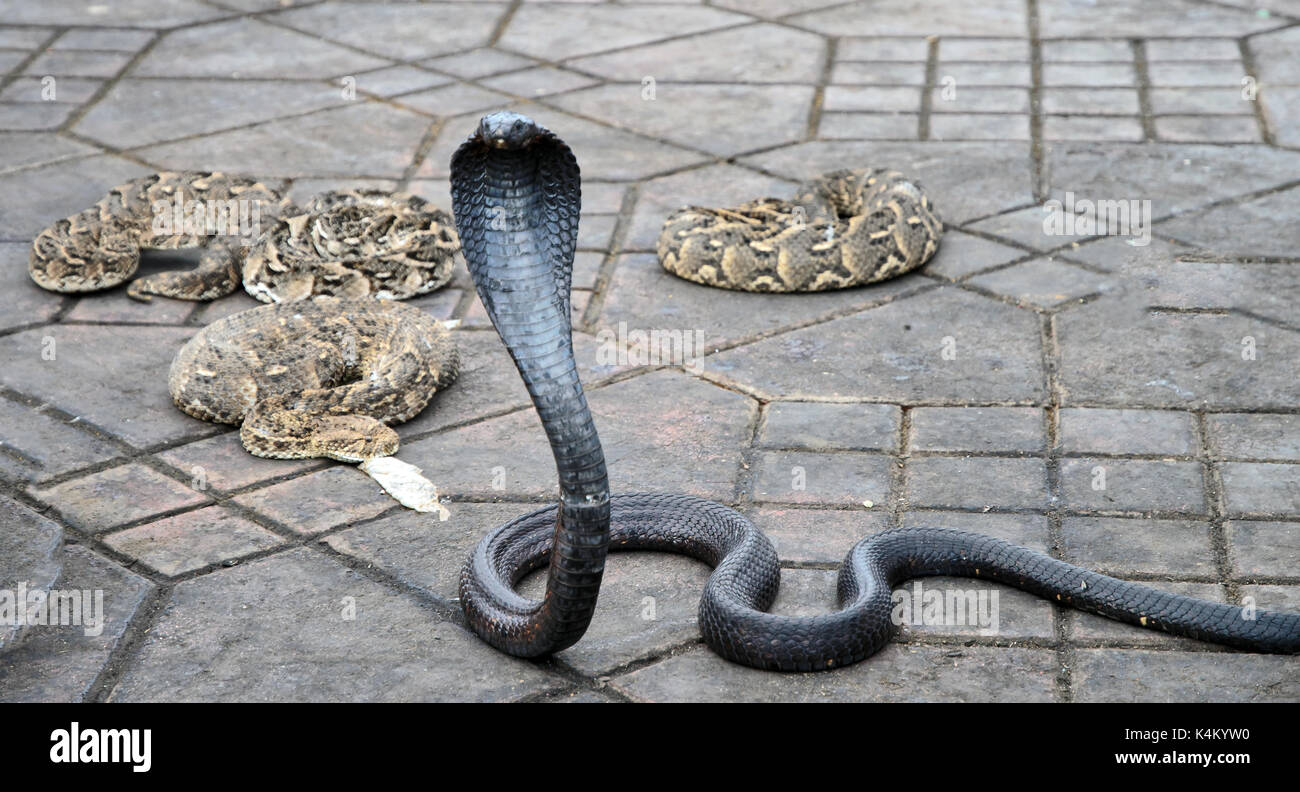 Snake charmer cobra marrakech morocco Banque de photographies et d ...