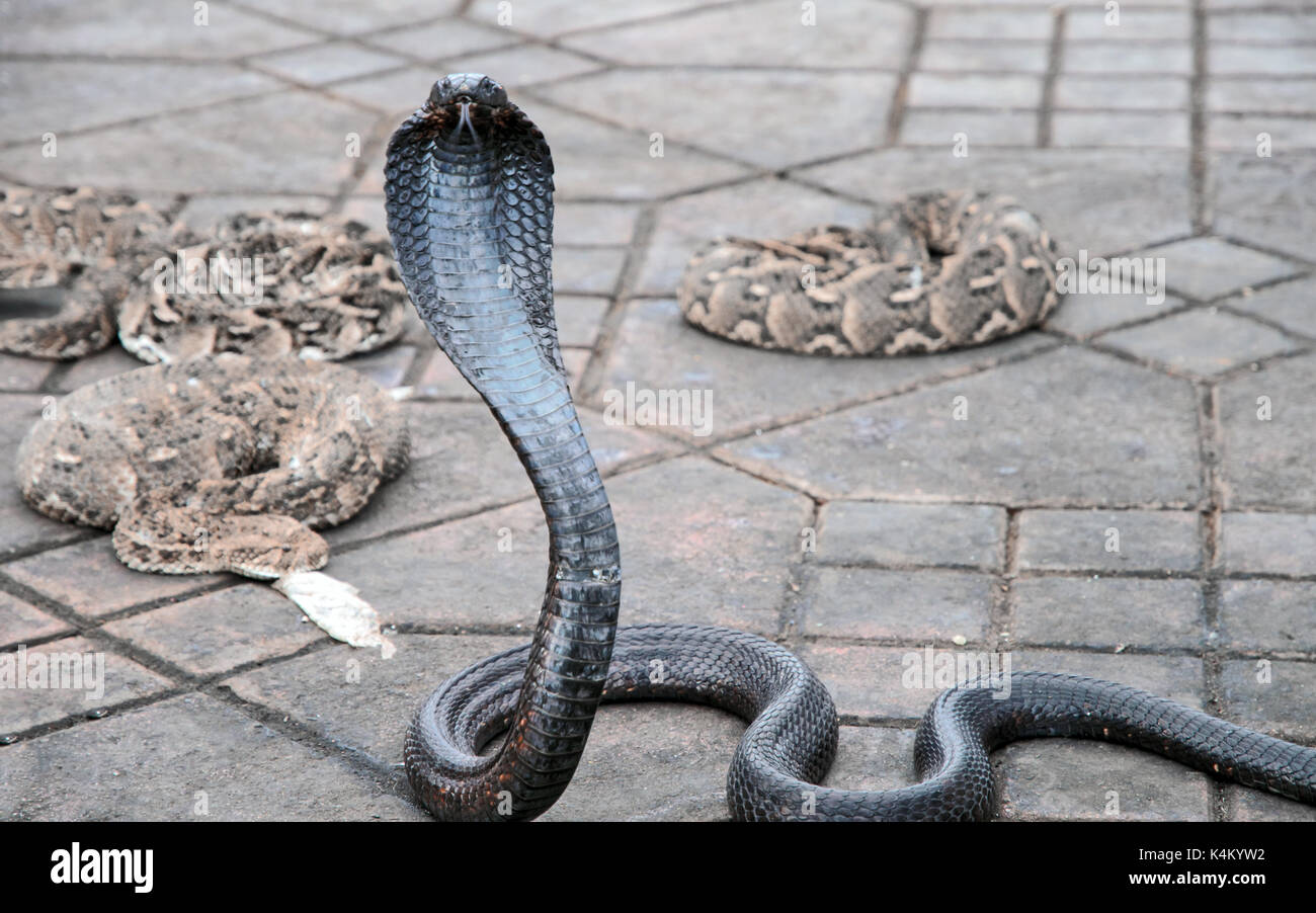 Snake charmer cobra marrakech morocco Banque de photographies et d ...