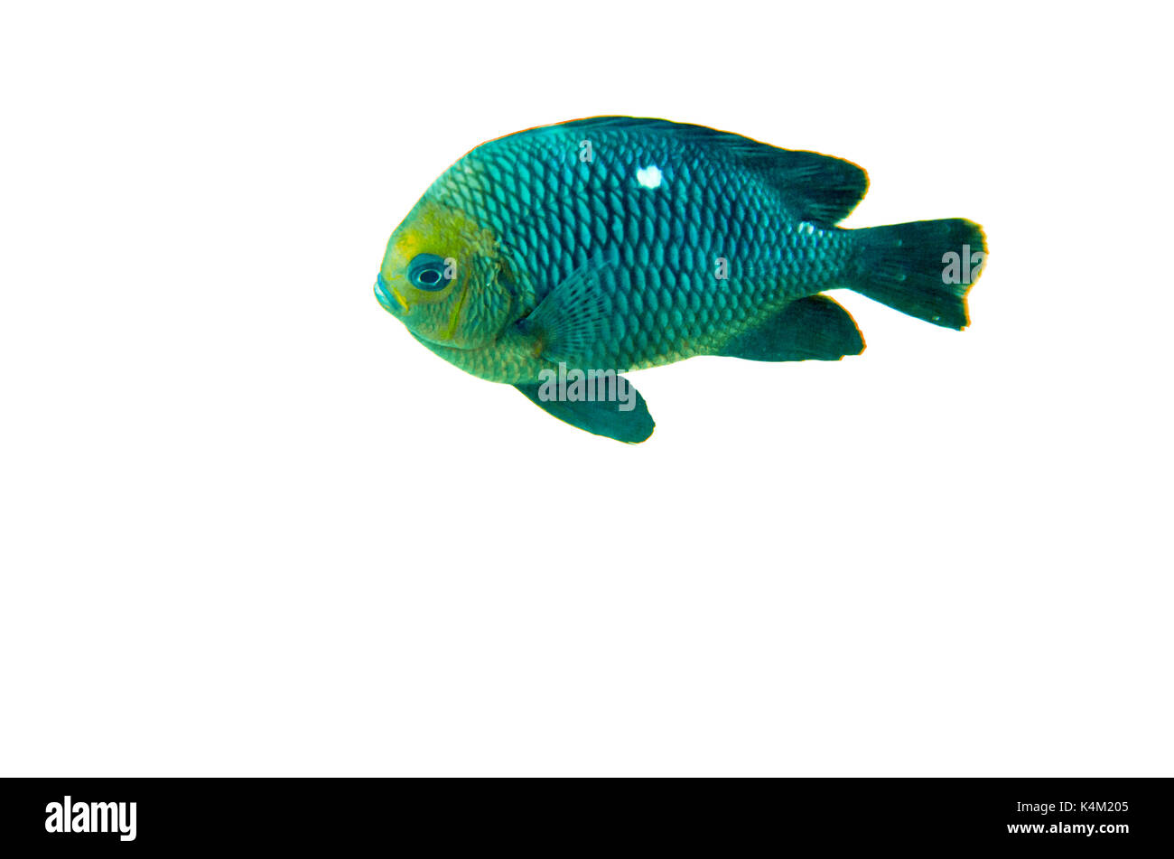 Poisson de mer rouge a tache bleu Banque d'images détourées - Alamy