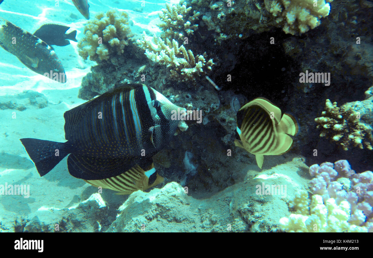Poisson papillon de raton laveur de la mer rouge Banque de ...