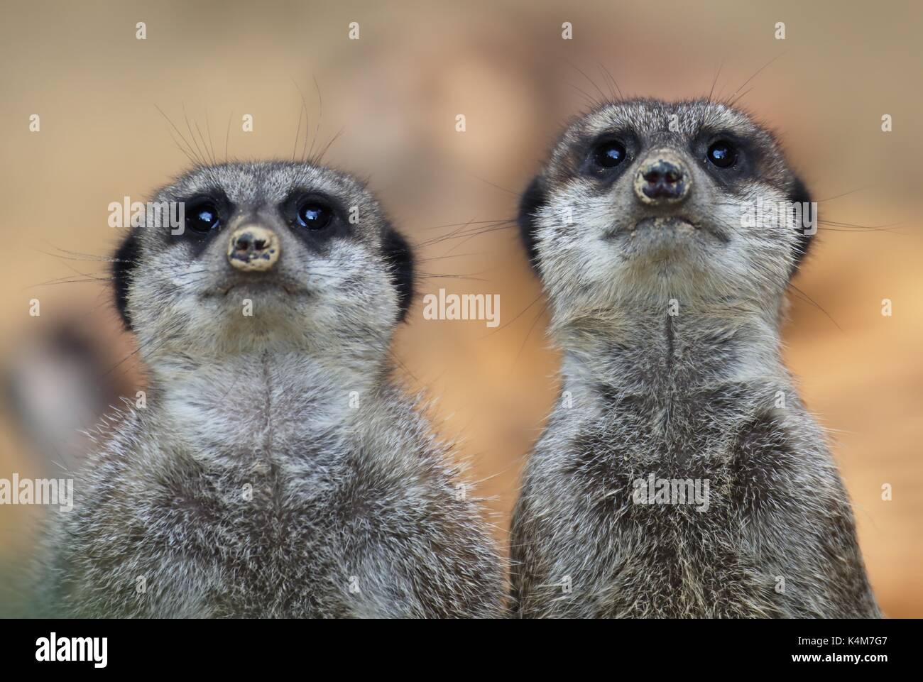 Suricata Suricatta Banque d'image et photos - Alamy