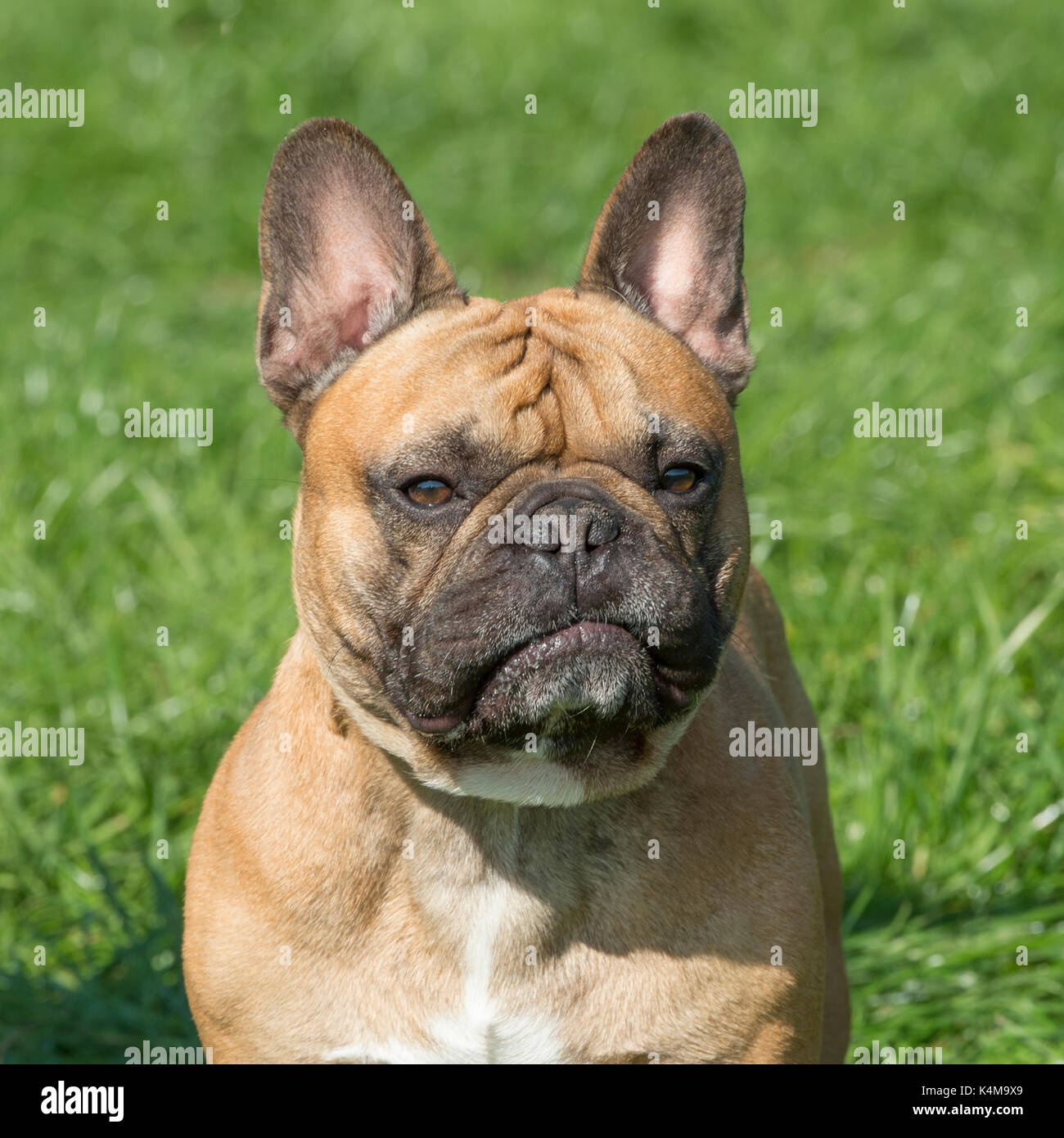 Bouledogue francais face Banque de photographies et d’images à haute ...