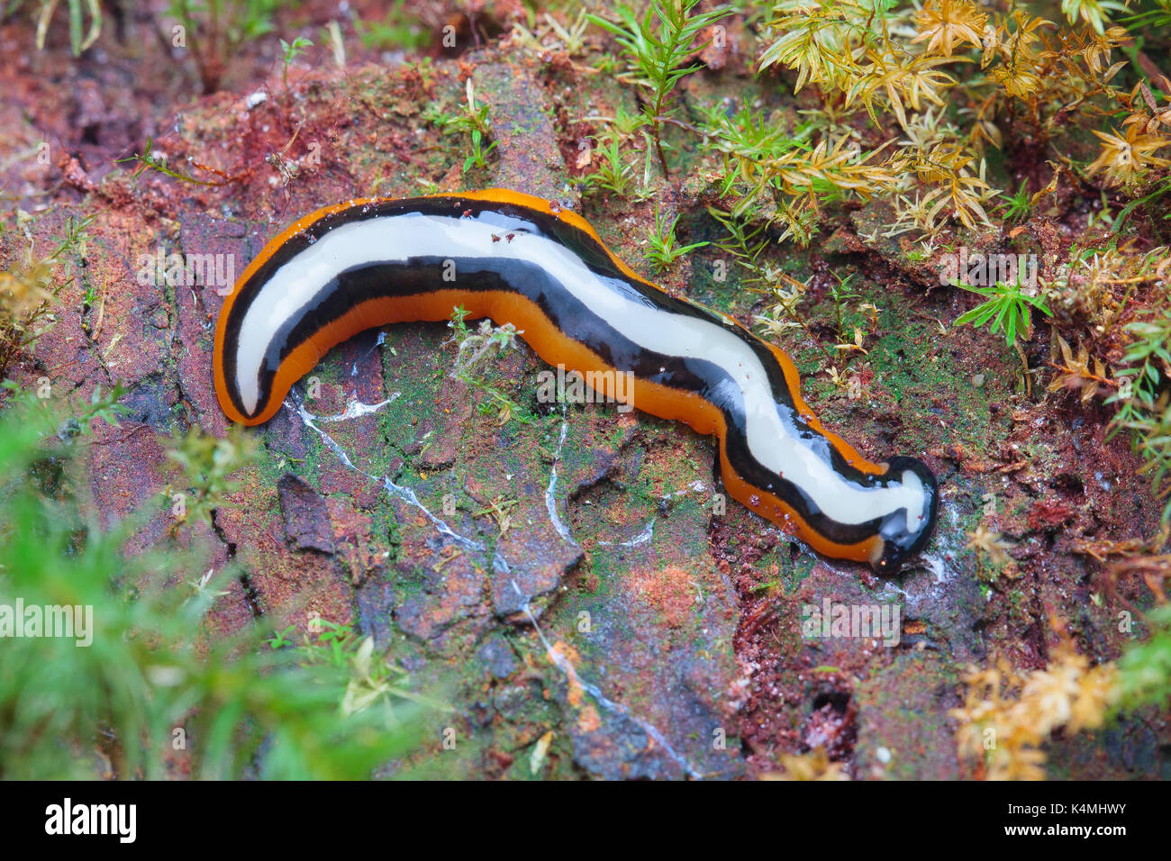 Bipalium sp Banque de photographies et d’images à haute résolution - Alamy