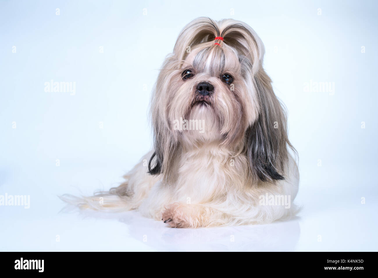 Chien aux cheveux longs Banque de photographies et d’images à haute ...